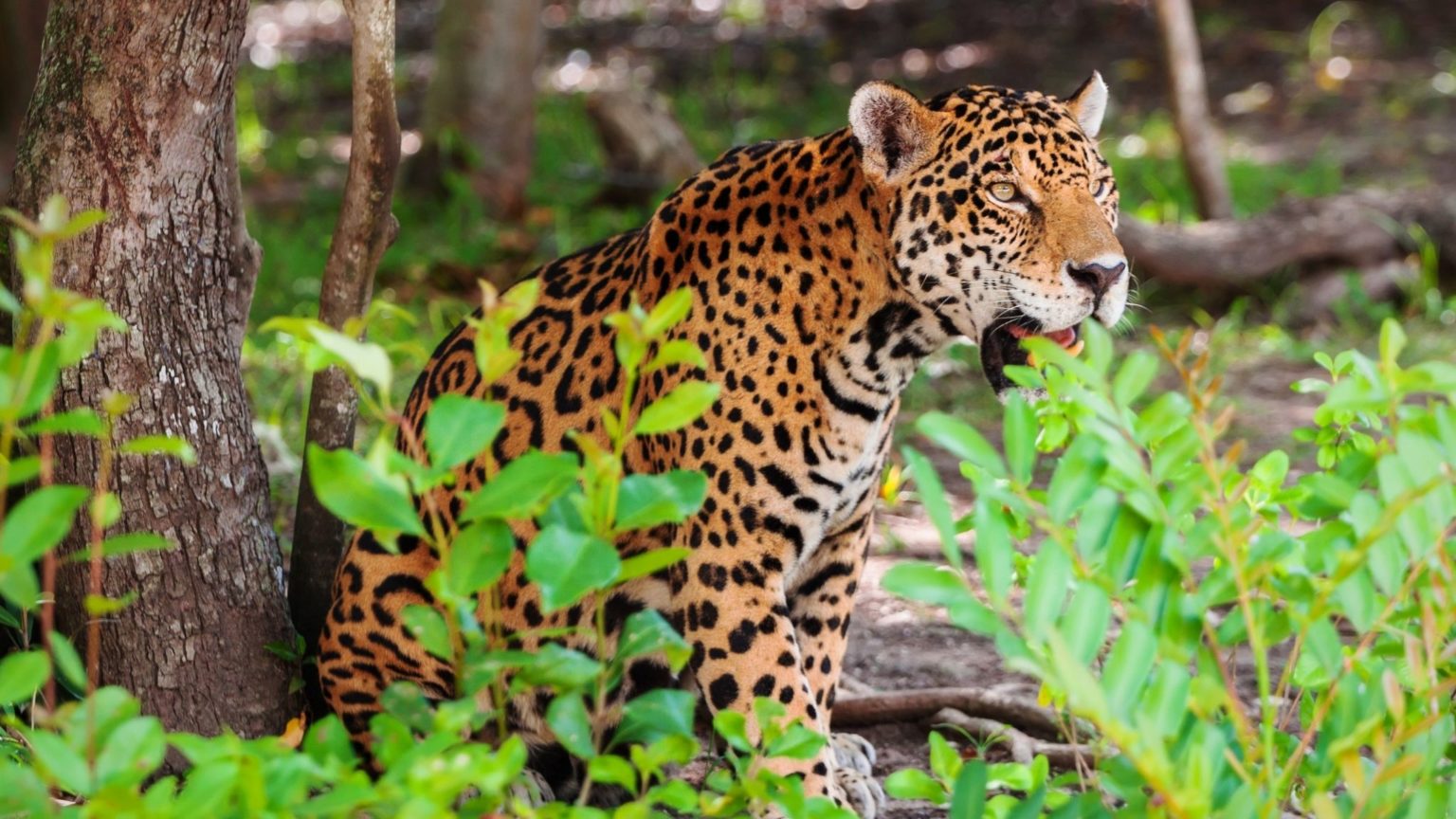 9 Consejos para tu primer visita a Xcaret - Transformative Travel